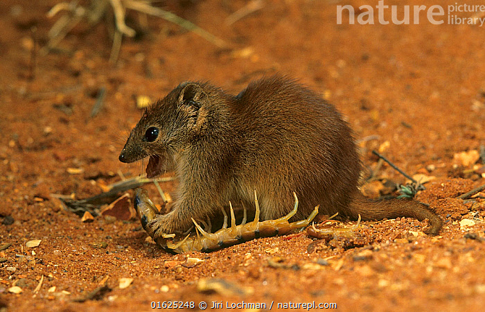 Stock photo of Little red kaluta (Dasykaluta rosamodae) feeding on a ...