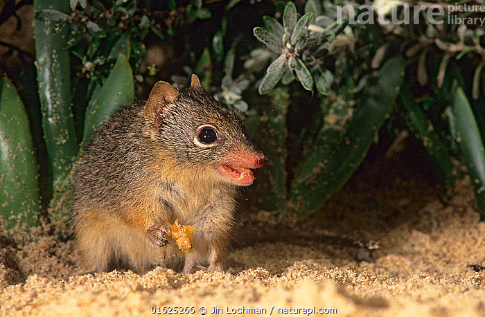 Stock photo of Southern dibbler (Parantechinus apicalis) captive, Perth ...