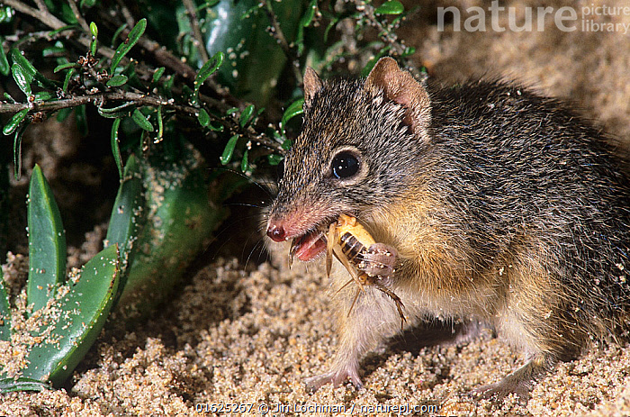 Stock photo of Southern dibbler (Parantechinus apicalis) captive, Perth ...