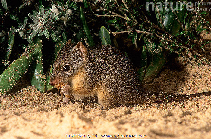 Stock photo of Southern dibbler (Parantechinus apicalis) captive, Perth ...