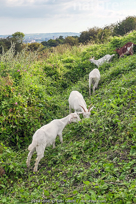 Stock photo of Goats grazing in enclosure, WWII anti aircraft gun ...