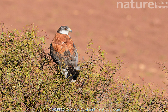 Stock photo of Variable hawk (Geranoaetus polyosoma) perched in a shrub ...