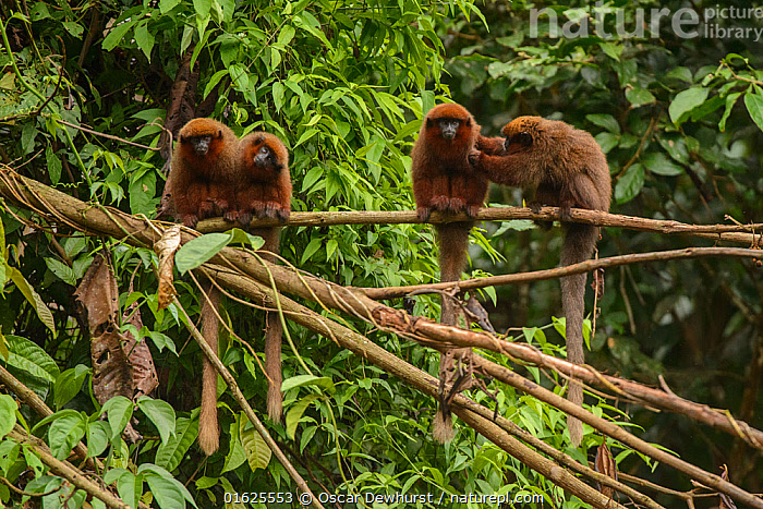 Stock photo of Dusky Titi monkey (Callicebus moloch) family troop ...