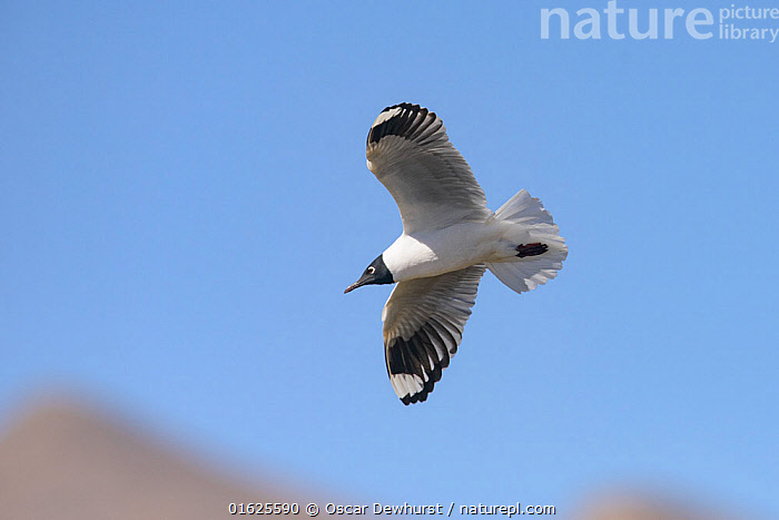 Stock photo of Andean gull (Chroicocephalus serranus) in flight ...