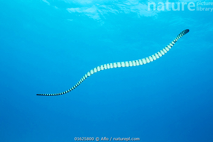 Stock photo of Turtlehead sea snake (Emydocephalus ijimae) swimming ...