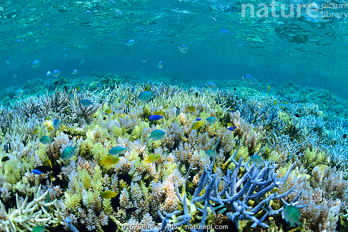 Stock photo of Underwater view of coral reef with fish, Okinawa, Japan ...
