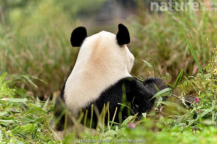 Stock photo of Giant panda (Ailuropoda melanoleuca) rear view, Sichuan ...