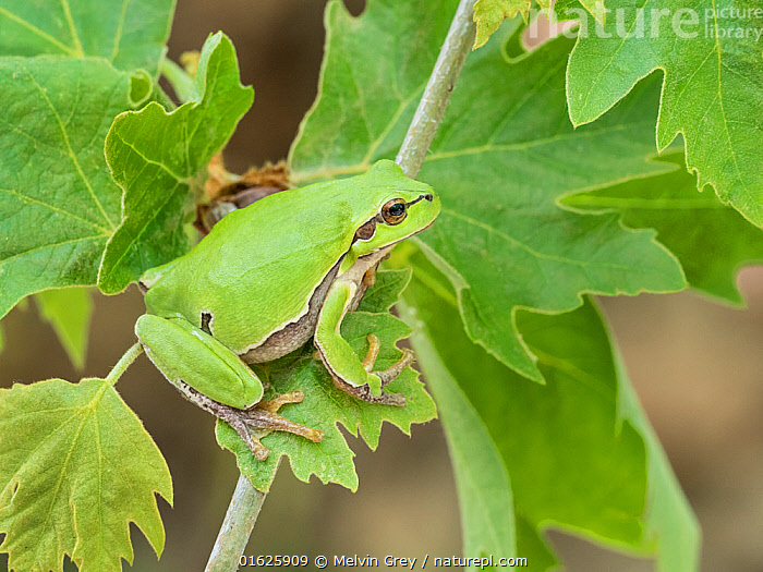 Stock photo of Common Tree Frog (Hyla arborea) adult in tree, Kresna ...
