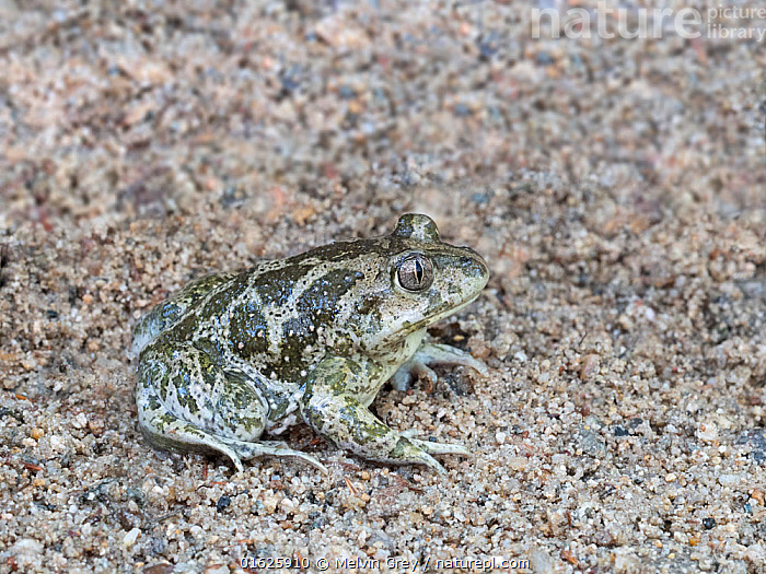 Stock photo of Eastern spadefoot toad (Pelobates syriacus) adult ...