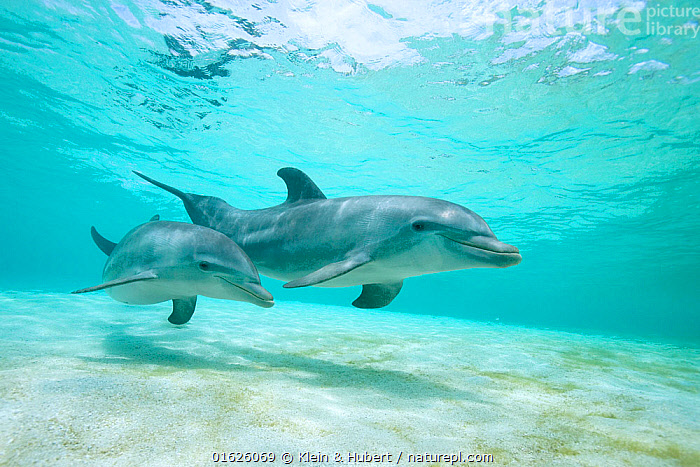 Stock photo of Common bottlenose dolphin (Tursiops truncatus) swimming ...
