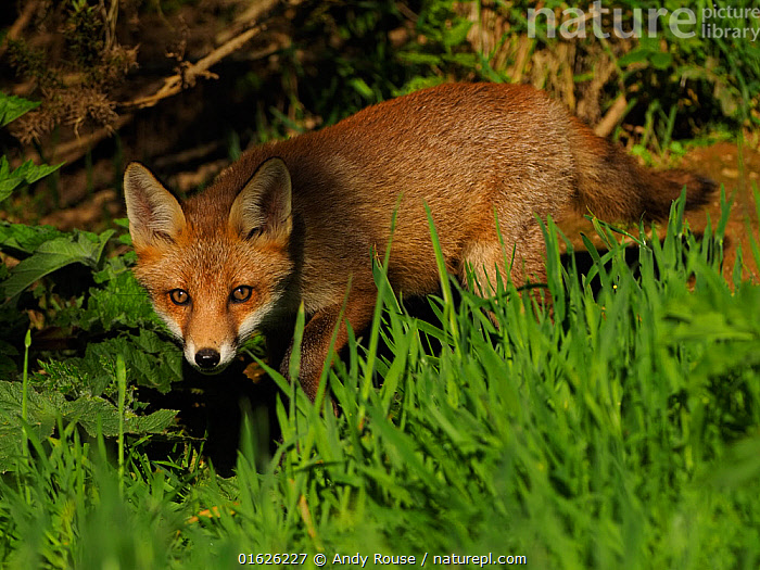 Stock photo of RF - European red fox (Vulpes vulpes) cub walking ...