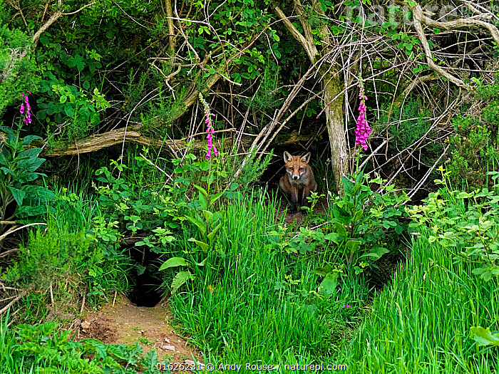 Stock photo of European red fox (Vulpes vulpes) cub sitting in scrub ...