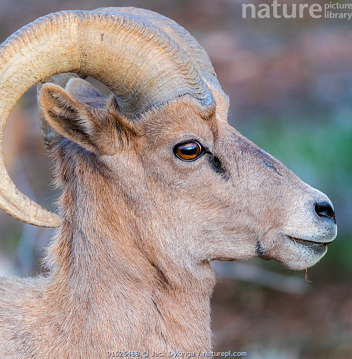 Stock photo of Bighorm sheep (Ovis canadensis) male, Valley of Fire ...