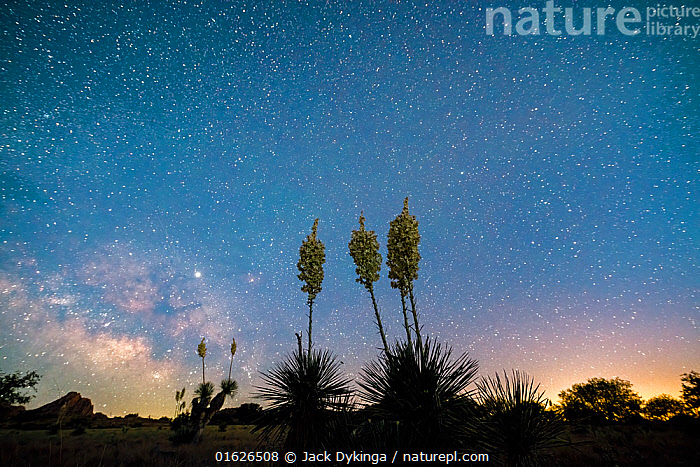 Stock photo of Soaptree yucca (Yucca elata) flowering at night, under ...