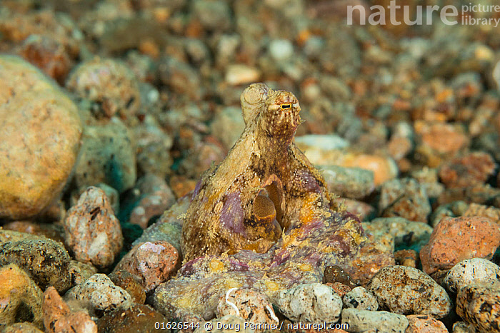 Stock photo of Algae octopus (Abdopus aculeatus) camouflaged against ...