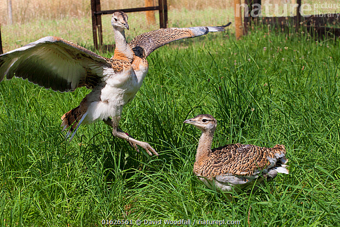 Stock photo of Great Bustard chicks (Otis tarda) in enclosure during ...