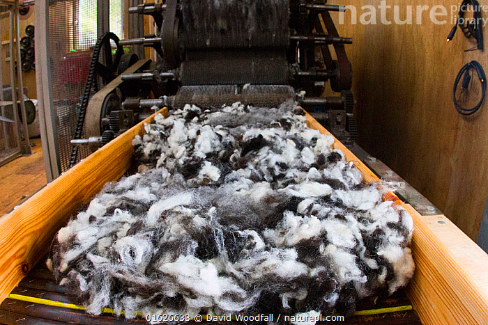 Stock photo of Sorting and grading wool for process of spinning for ...