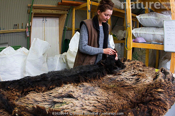 Stock photo of Sorting and grading wool for process of spinning for ...