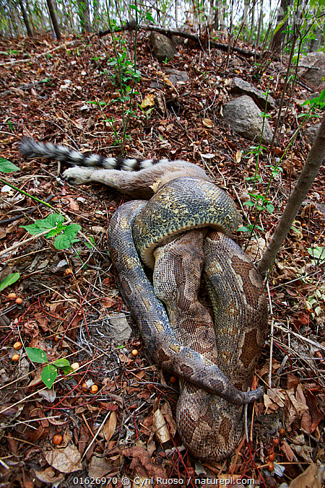 Stock photo of Madagascar ground boa (Acrantophis madagascariensis ...