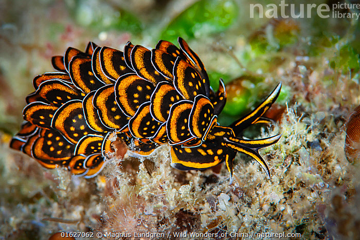 Stock photo of RF - Sacoglossan sea slug (Cyerce nigricans) Xiaoliuqiu ...