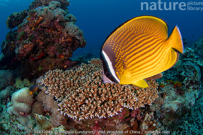 Stock photo of Oriental butterflyfish (Chaetodon auripes) Green Island ...
