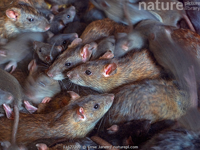 Stock photo of RF - Brown rats (Rattus norvegicus) large group in farm ...