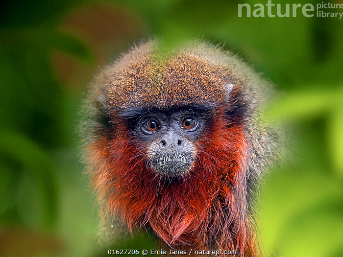 Stock photo of RF - Coppery titi monkey (Callicebus cupreus) captive ...
