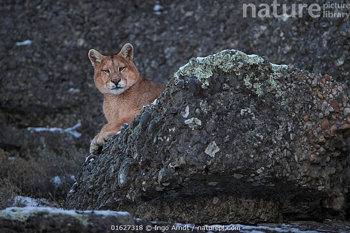 Stock photo of Puma (Puma concolor) male resting amongst rocks. Torres ...