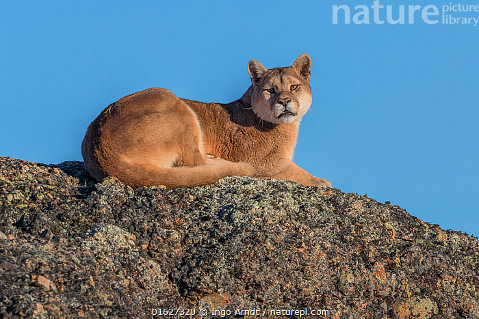 Stock photo of Puma (Puma concolor) female resting on rock. Torres del ...
