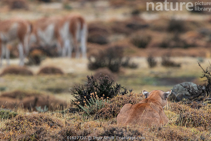 Stock photo of Puma (Puma concolor) female stalking Guanaco (Lama ...