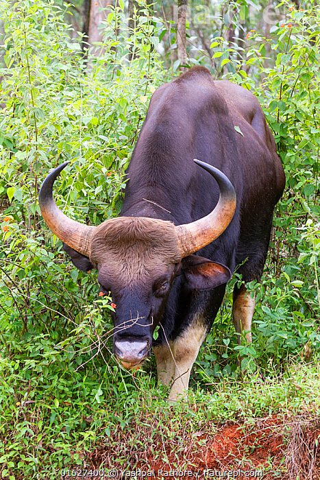Gaur Tiger