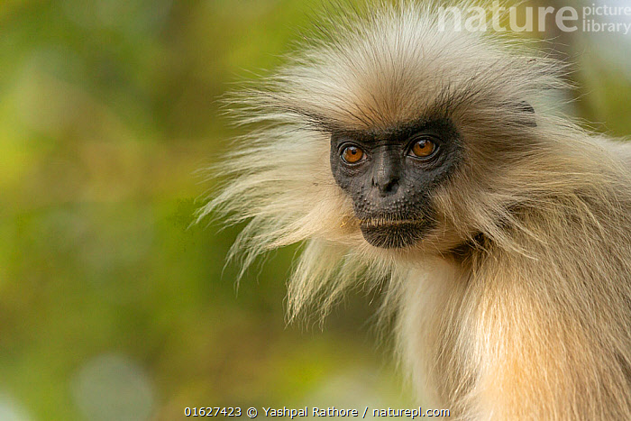Stock photo of Golden langur (Trachypithecus geei) portrait, Umanada ...
