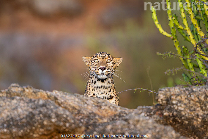 Stock photo of Indian leopard (Panthera pardus fusca) female stalking ...