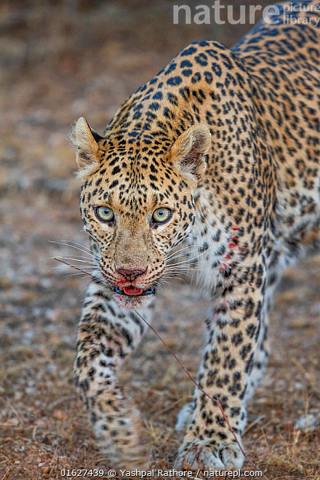 Stock photo of Indian Leopard (Panthera pardus fusca) female hunting ...