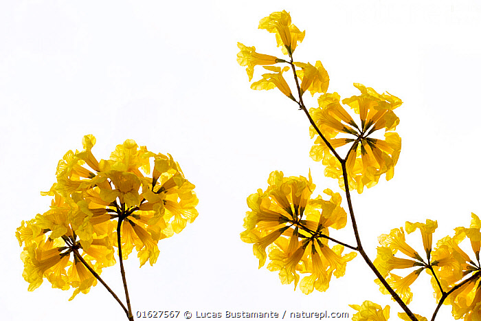 Stock photo of Araguaney / Yellow Ipe / Guayacan tree (Tabebuia ...