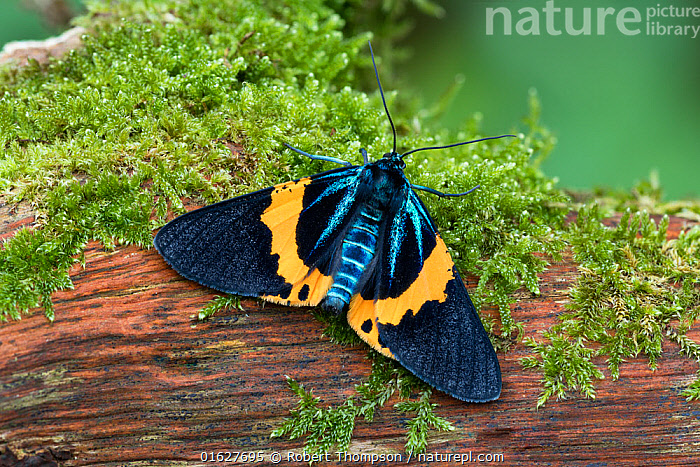 Stock photo of Moth (Milionia zonea) Amami Island, Kagoshima, Japan ...