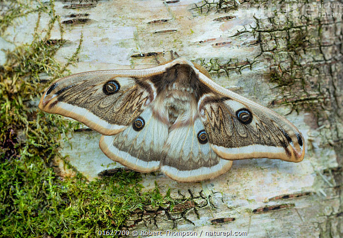 Stock photo of Moth (Saturnia pyretorum) Miao'a, Taiwan.. Available for ...