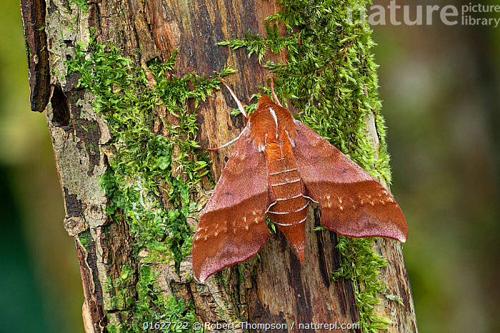 Stock photo of Azalea sphinx moth (Darapsa chloerilus) Lac-Drolet ...