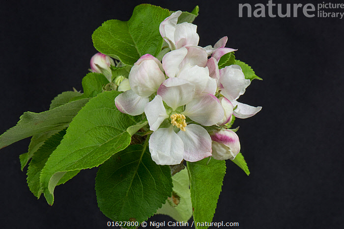 Stock photo of Flower opening series of images of an Apple from pink ...