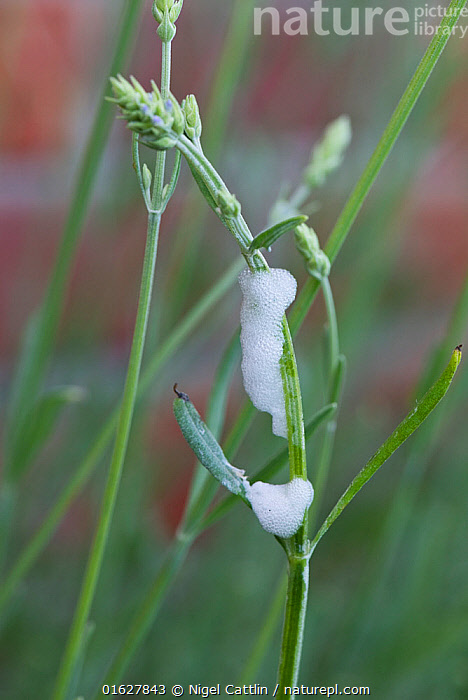 Stock photo of Cuckoo spit from Green / Meadow froghopper, (Philaneus ...