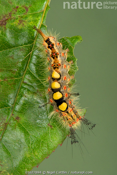 Stock photo of Vapourer / rusty tussock moth (Orgyia antiqua ...