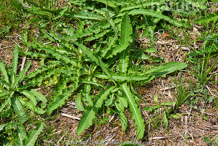 Stock photo of Perennial sow-thistle / field sowthistle (Sonchus ...