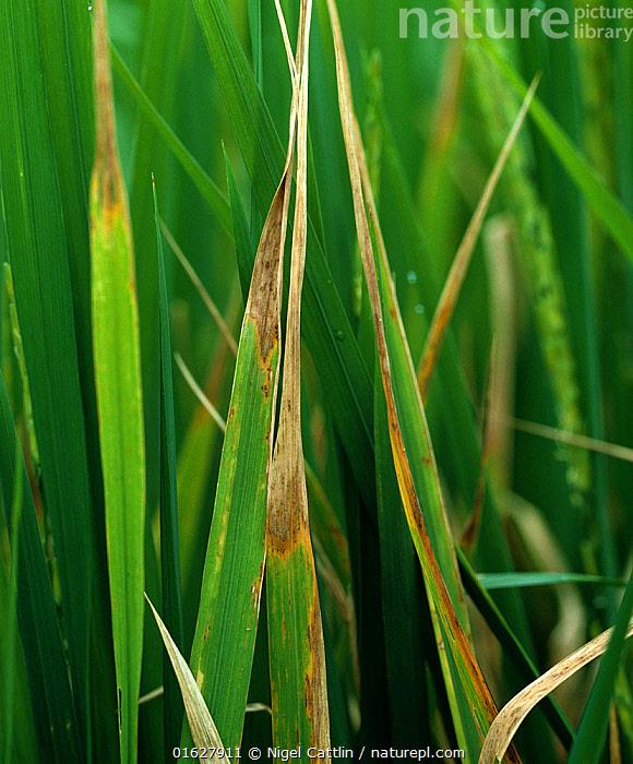 Stock photo of Leaf tipping on Rice (Oryza sativa) caused by Leaf scald ...