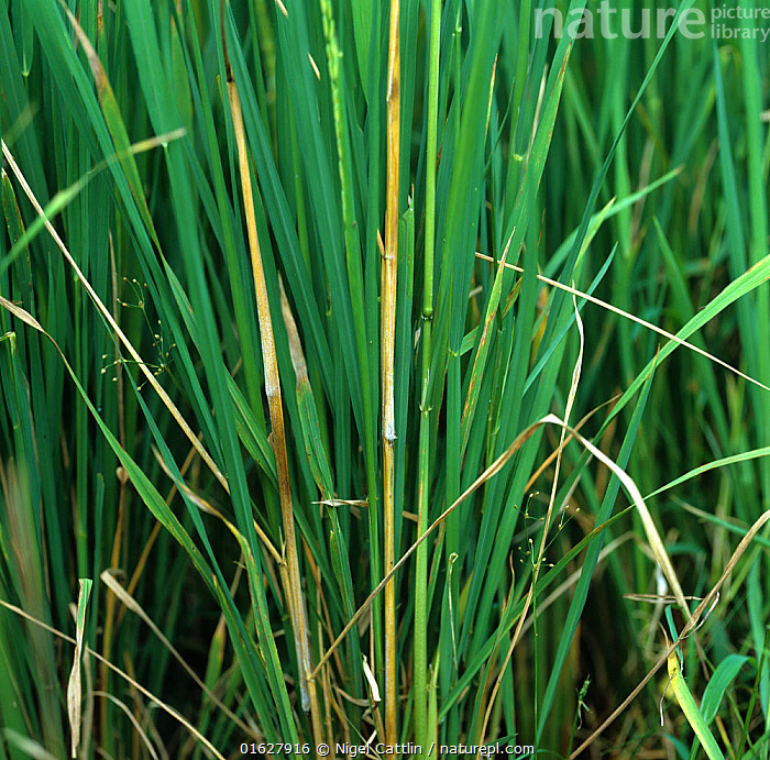 Stock photo of Mycelium and dead shoots on Rice (Oryza sativa) plants ...