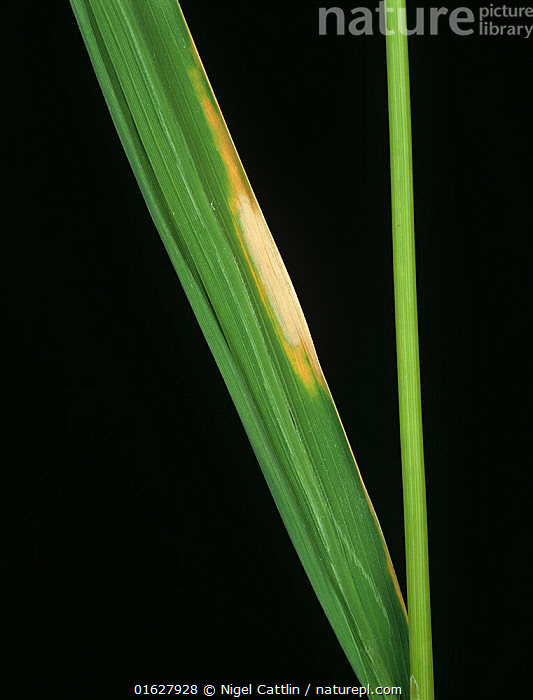 Stock photo of Bacterial blight (Xanthomonas oryzae pv. oryzae) lesion ...