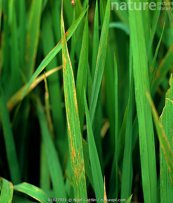 Stock photo of Bacterial leaf streak (Xanthomonas oryzae pv. oryzicola ...