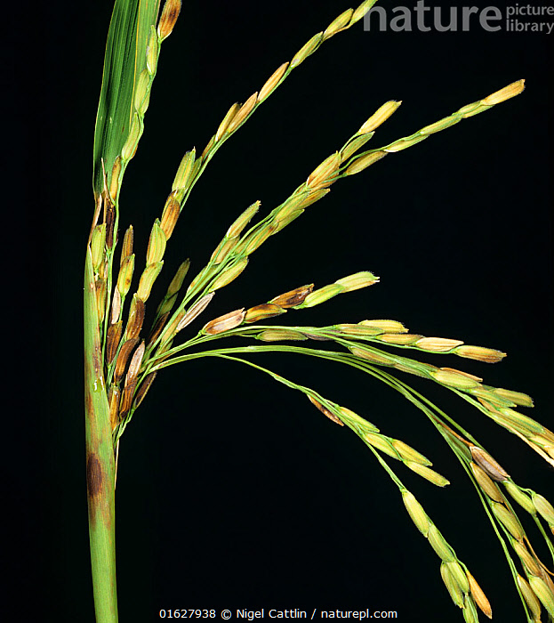 Stock photo of Sheath rot (Sarocladium oryzae) on neck and ears of Rice ...