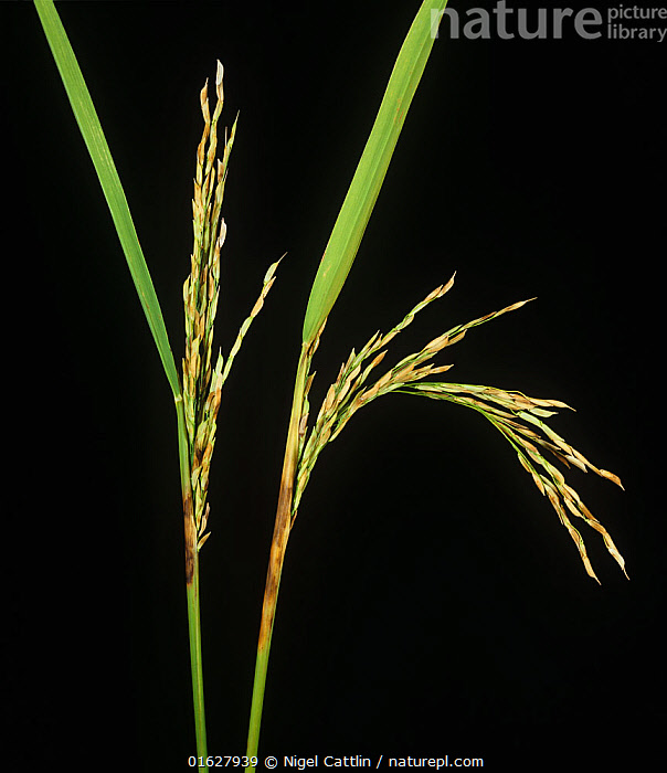 Stock photo of Sheath rot (Sarocladium oryzae) on neck and ears of Rice ...
