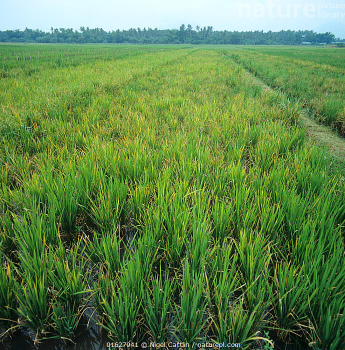 Stock photo of Tungro virus (Rice (Oryza sativa) tungro bacilliform ...