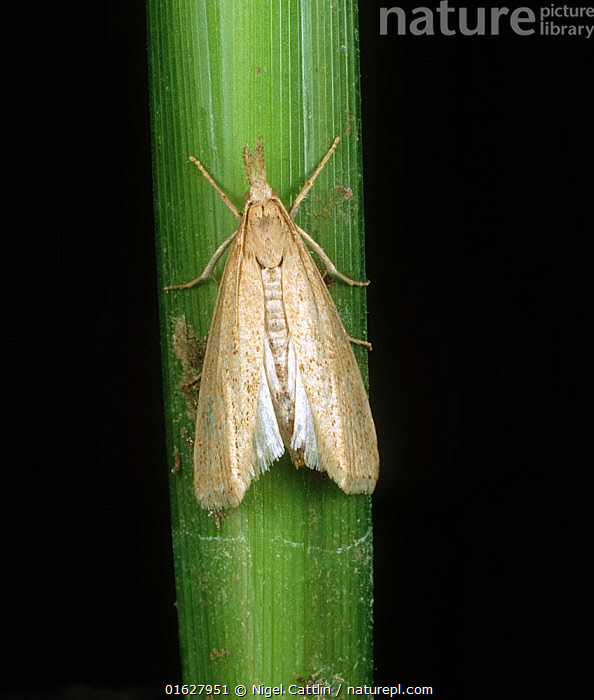 Stock photo of Asiatic / Striped rice stem borer moth (Chilo ...